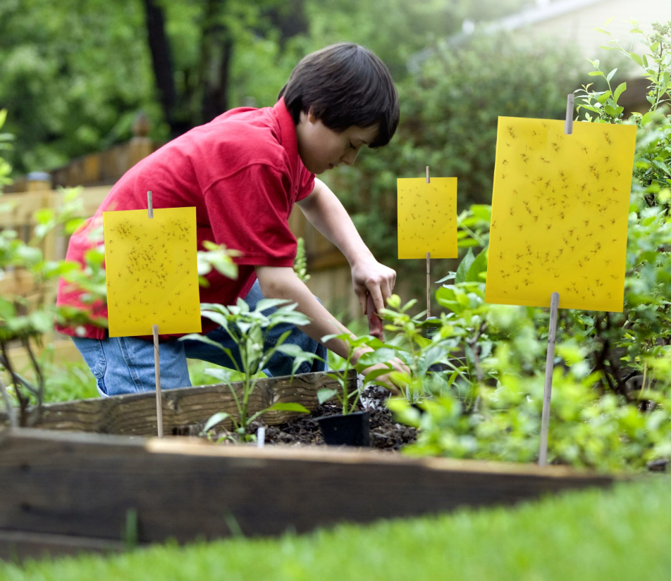 How to Manage Pests in Your Home With a Sticky Fly Trap?