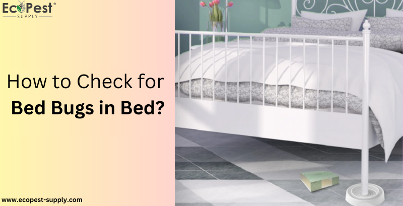 How to Check for Bed Bugs in Bed?