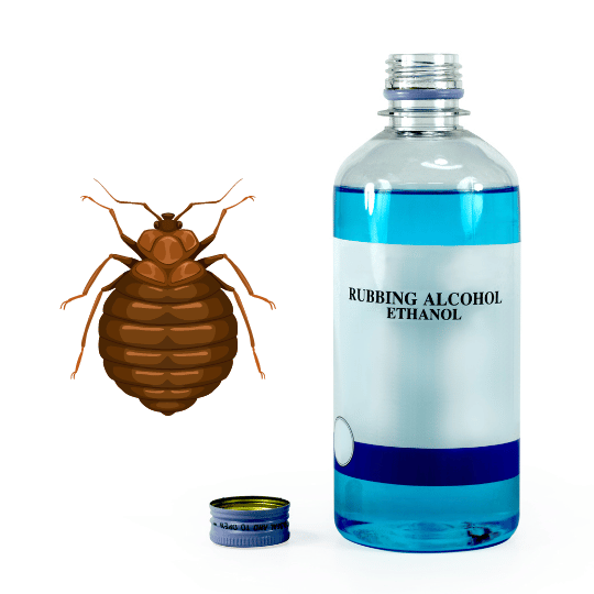 The Effectiveness of Using Rubbing Alcohol to Kill Bed Bugs