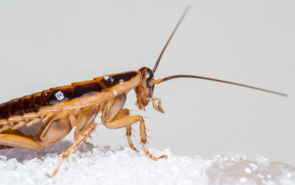 Best roach traps store